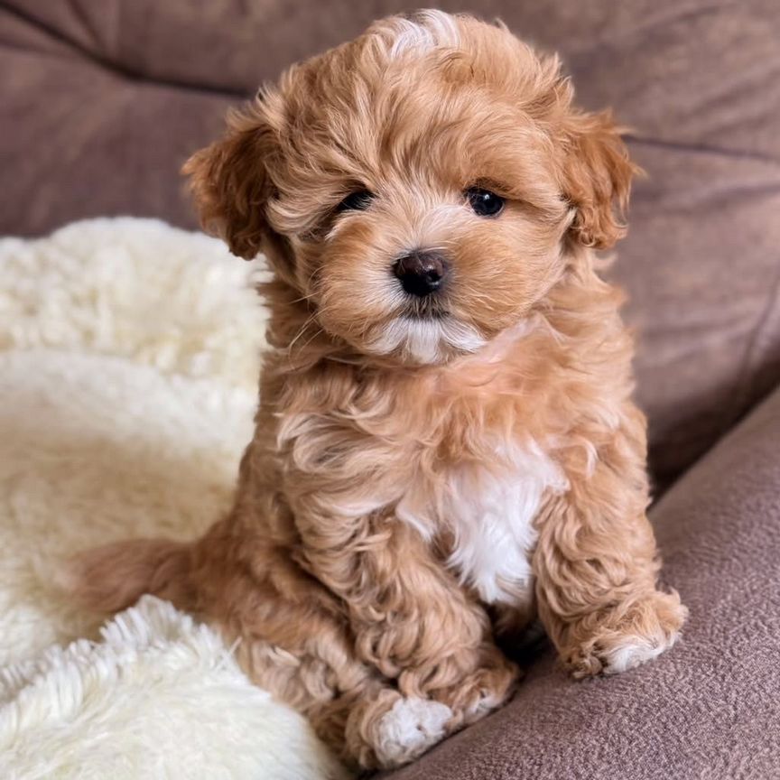 Мальтипу, щенок