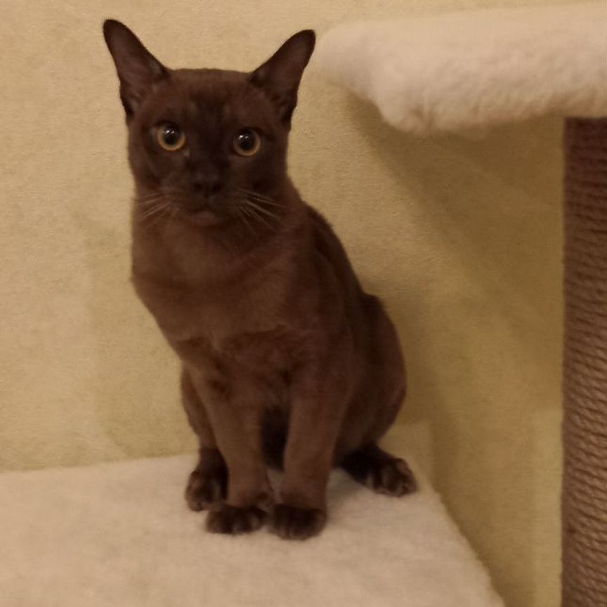 Европейский бурманский котёнок