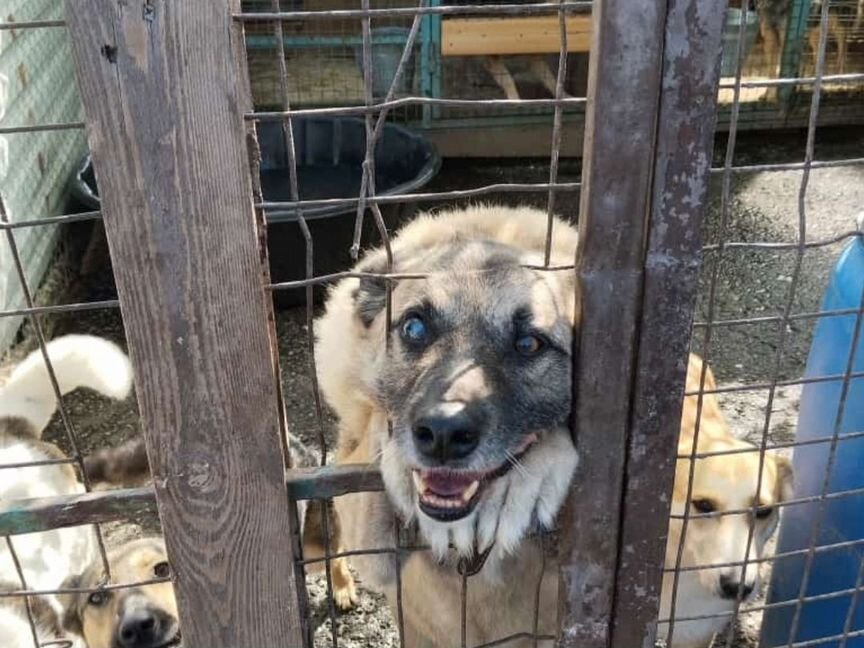 Собака из приюта Стив хочет домой