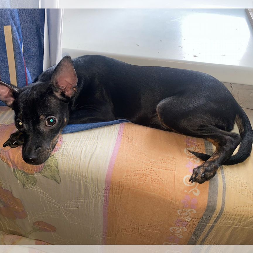 Русский той-терьер, щенок