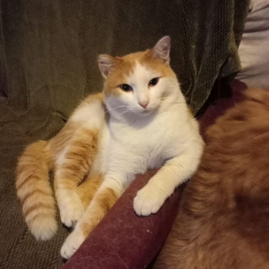 Кот Ричи в добрые руки бесплатно