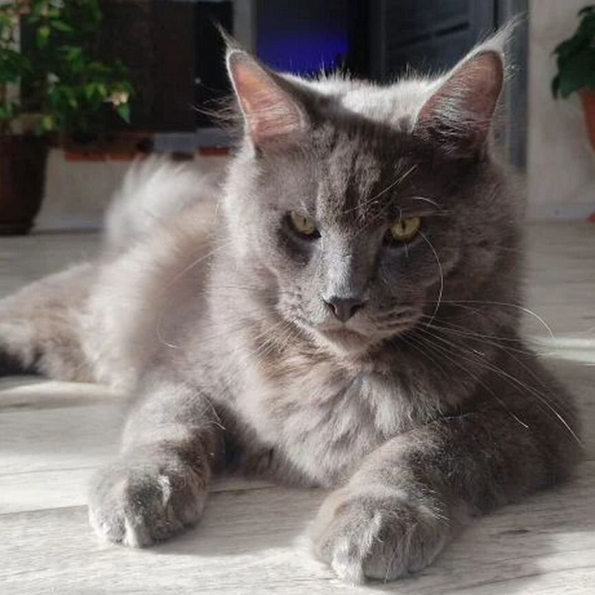 Мейн-кун котёнок