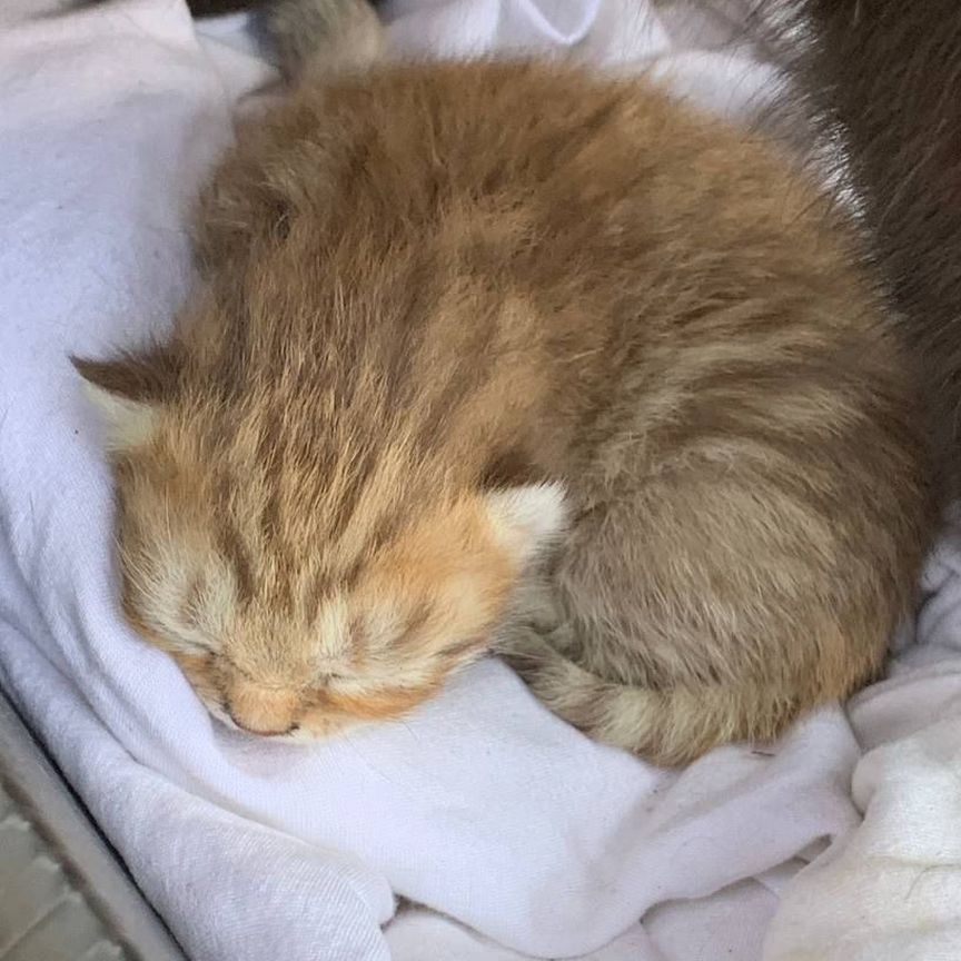 Бразильский короткошёрстный котёнок