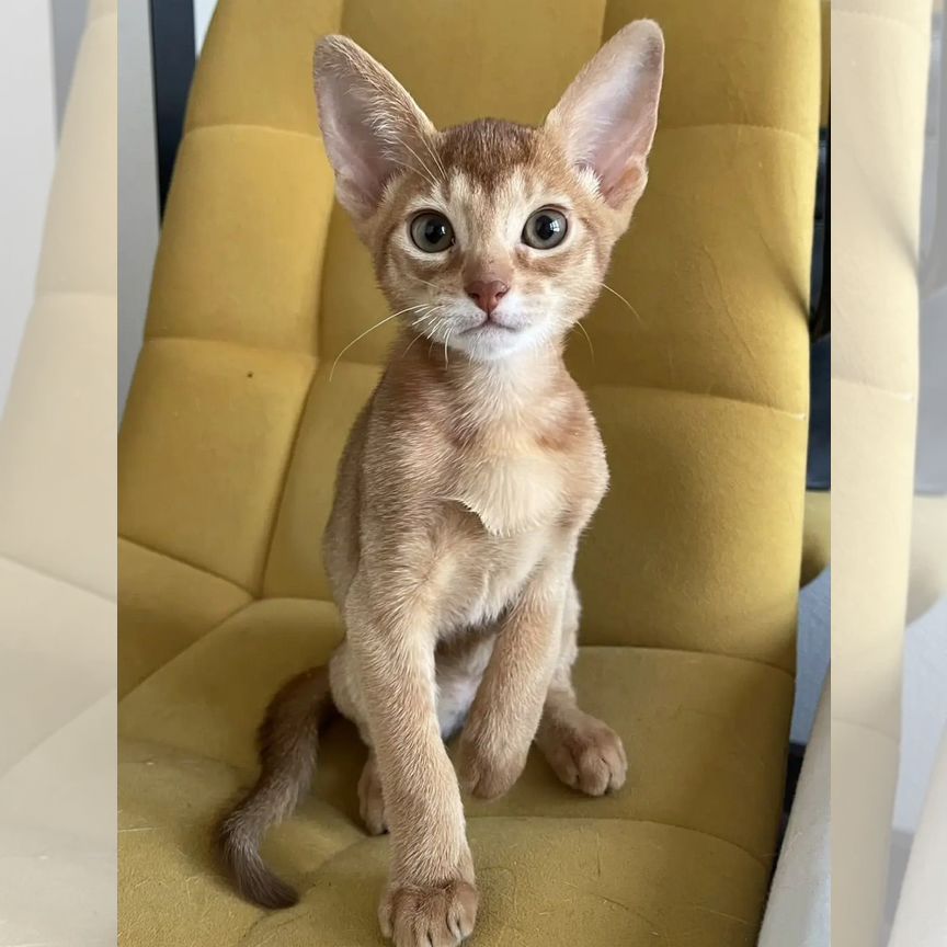 Абиссинский котёнок