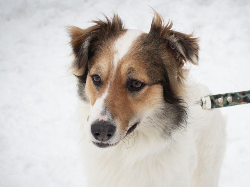 Ласковому щенку плохо в приюте