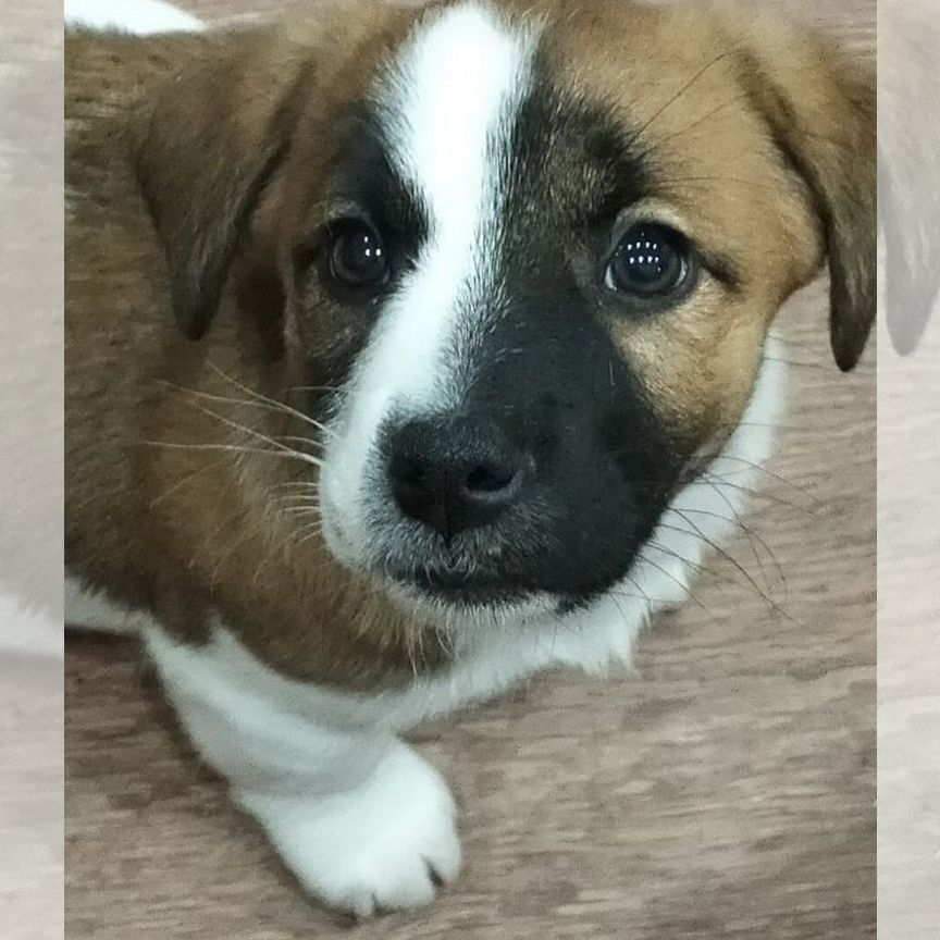 Джек-рассел-терьер, щенок