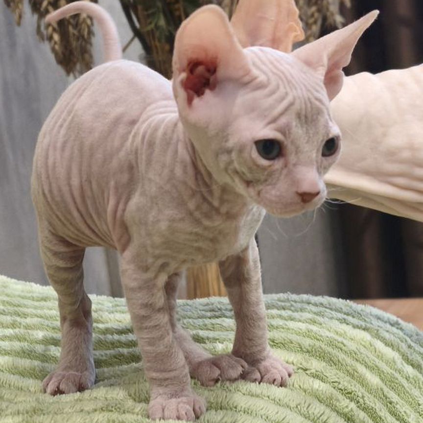 Донской сфинкс котёнок