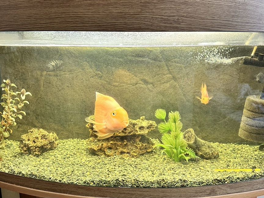 Аквариум с тумбой 170 литров