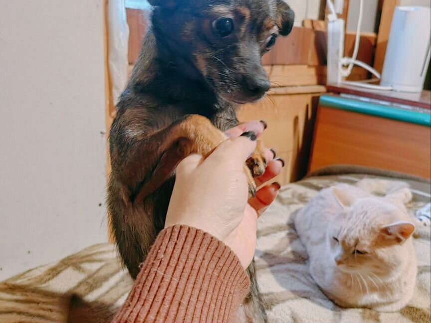 Маленькая собака