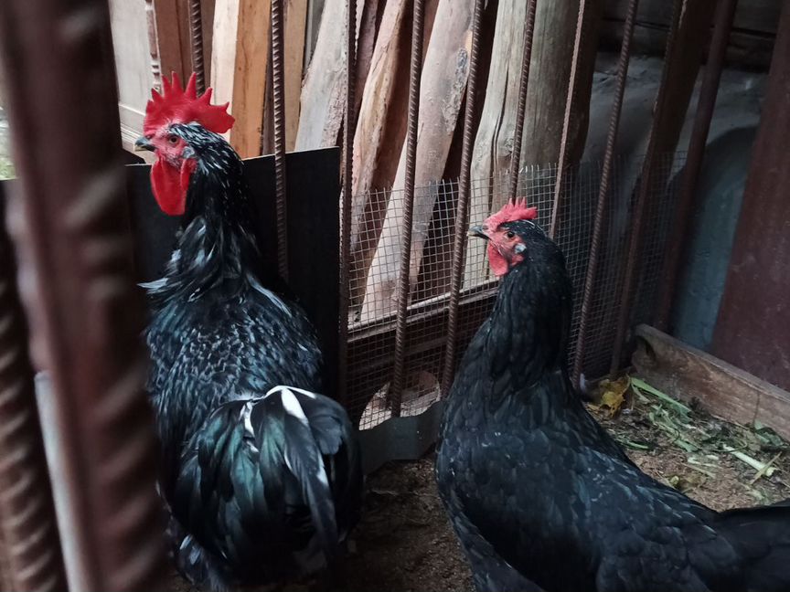 Куры молодки породистые ливенская ситцевая