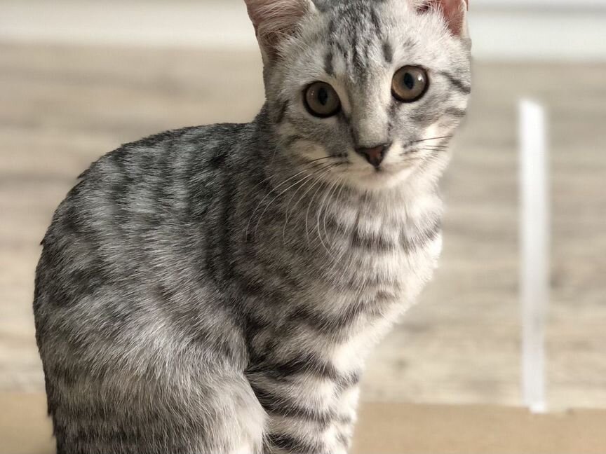 Британская короткошерстная кошка