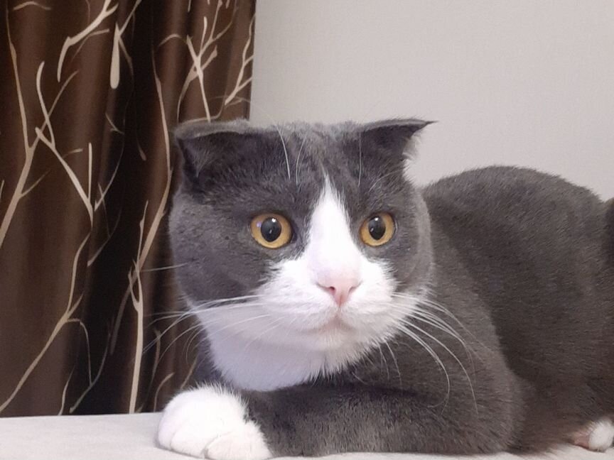 Отдам бесплатно