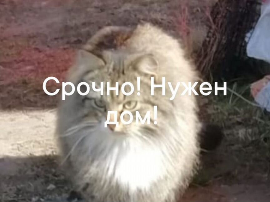 Котик