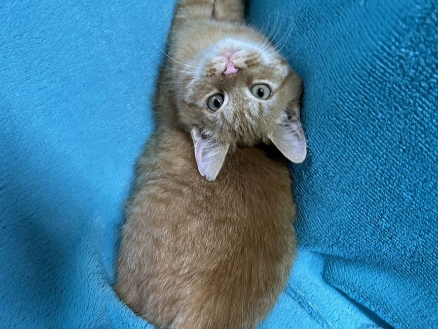 Милый котенок ищет дом