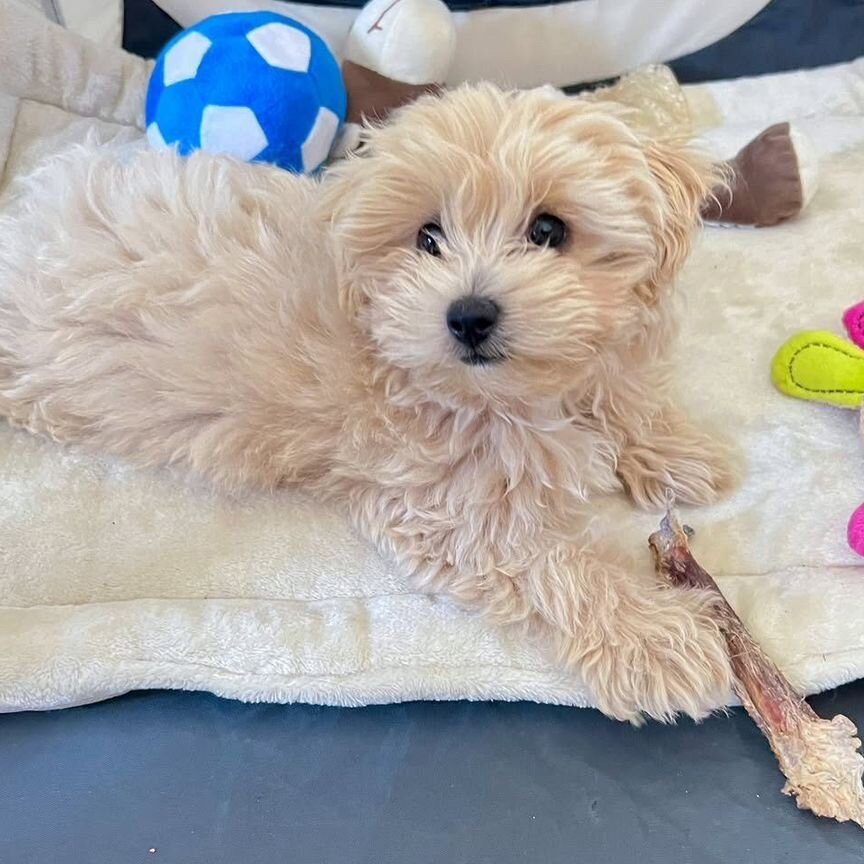 Мальтипу, щенок