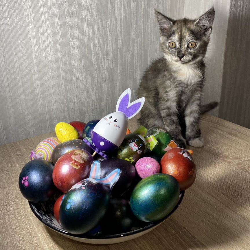 Мейн-кун котёнок