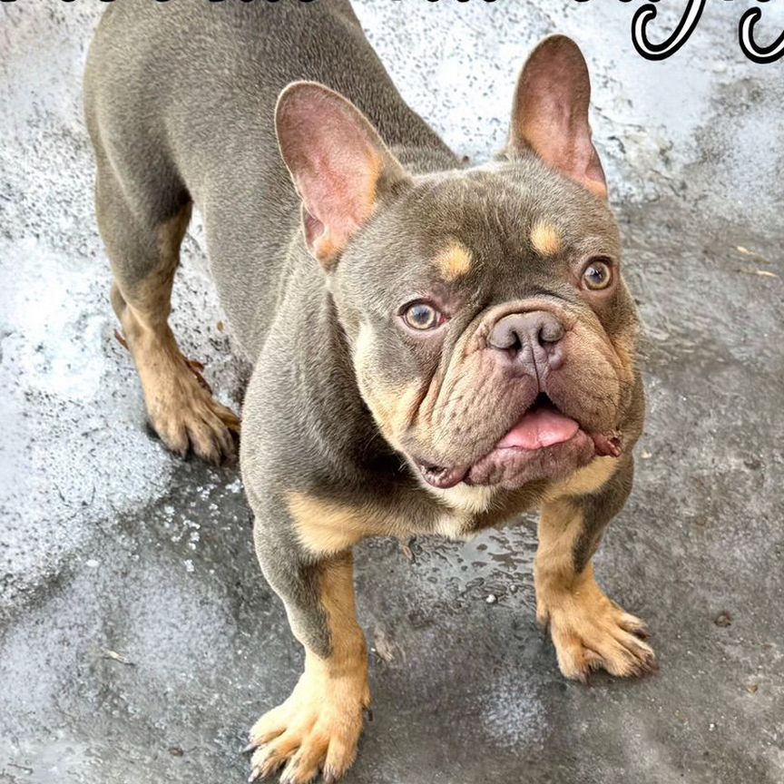 Французский бульдог, вязка