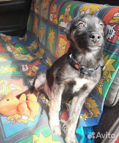 Щенок в добрые руки