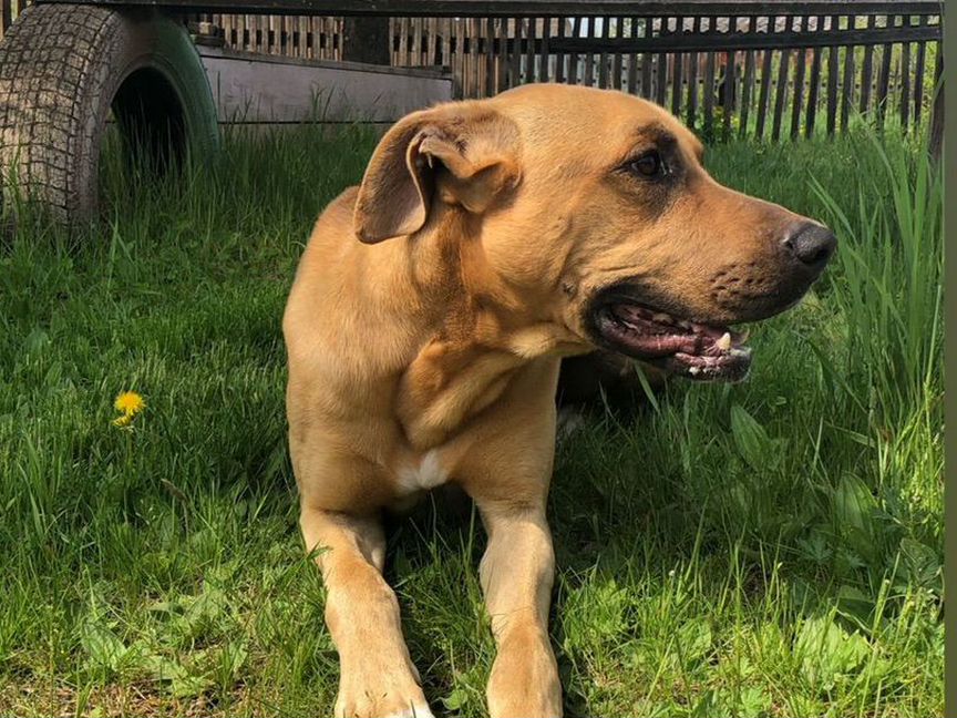 Метис боксера