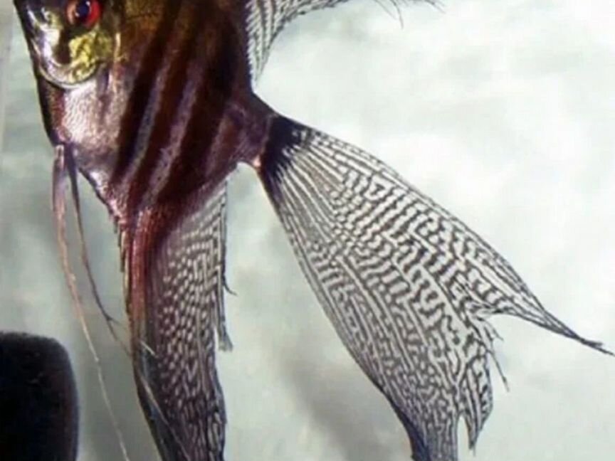 Продам рыбку аквариумную