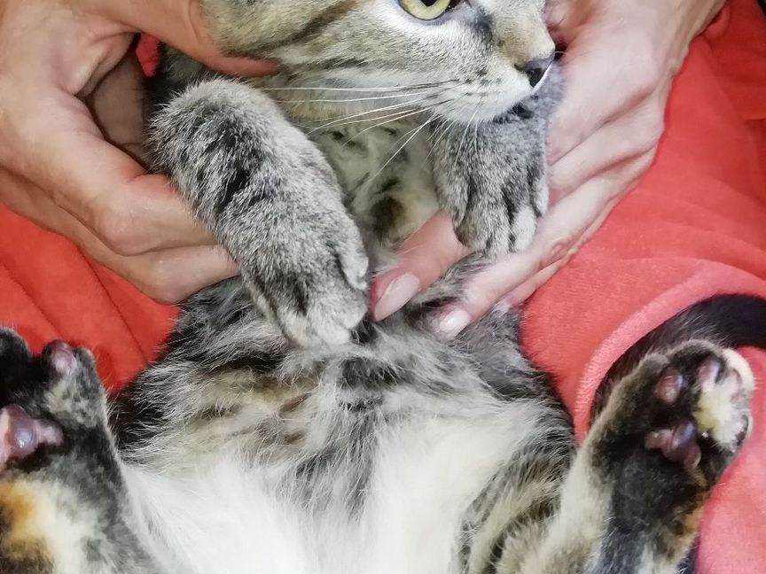 Котёнок Карамелька