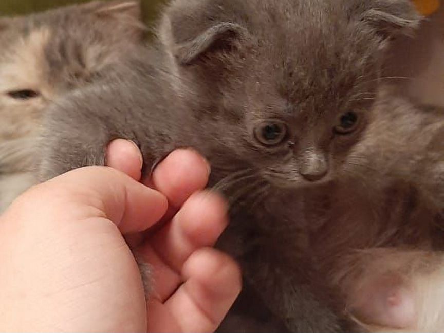 Британский котенок