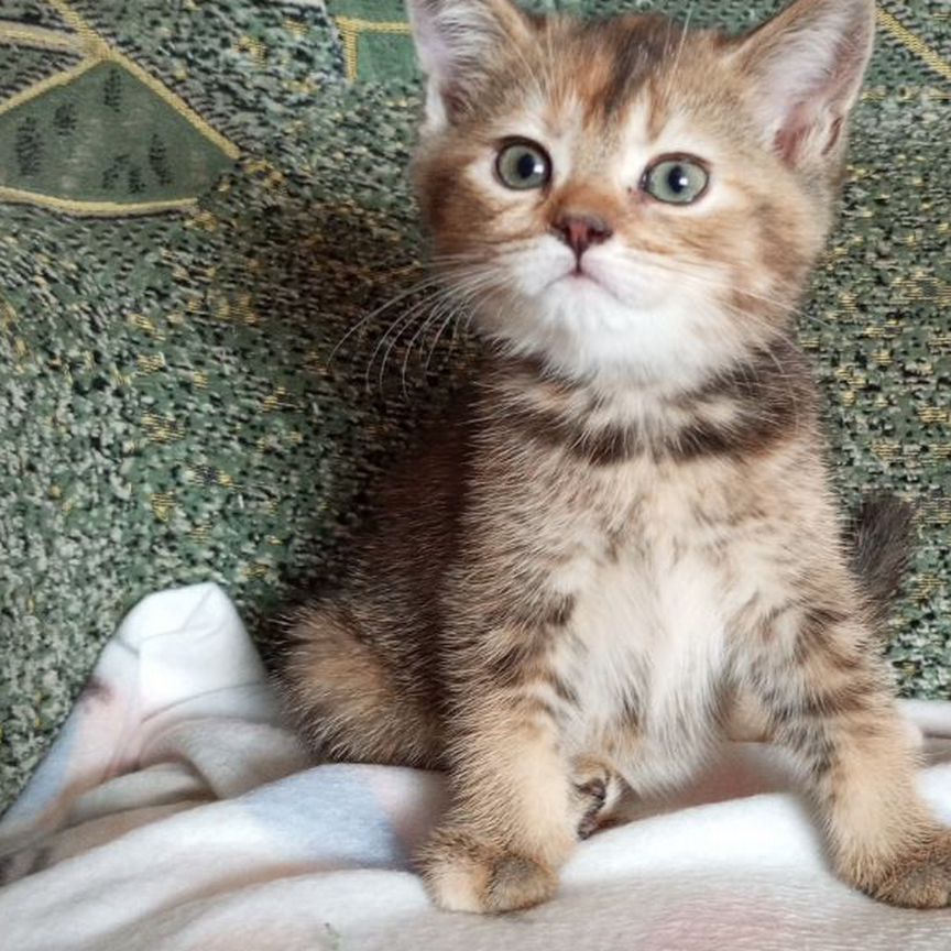 Шотландские котята