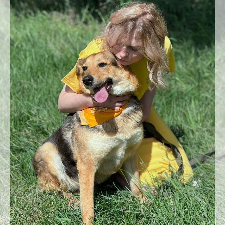 Собака ищет дом