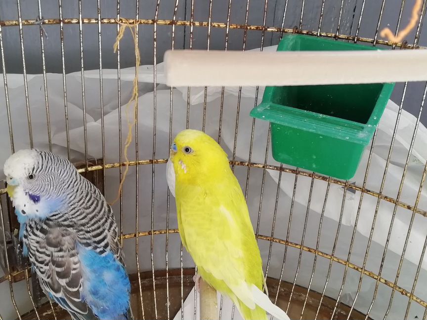 Волнистый попугай с клеткой