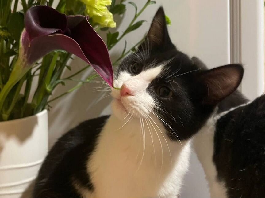 Обаятельный котик ищет дом