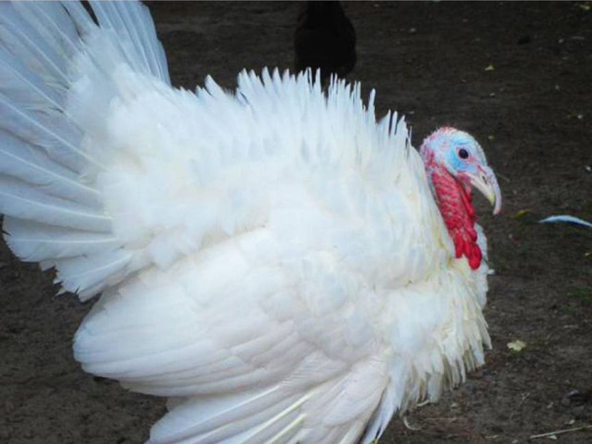 Индюшата Виктория