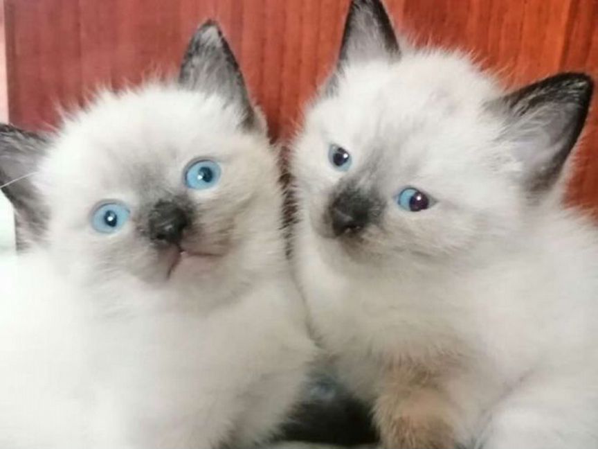 Тайские котята