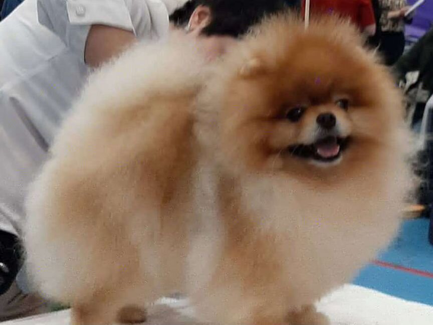 Курносые шпицепарни