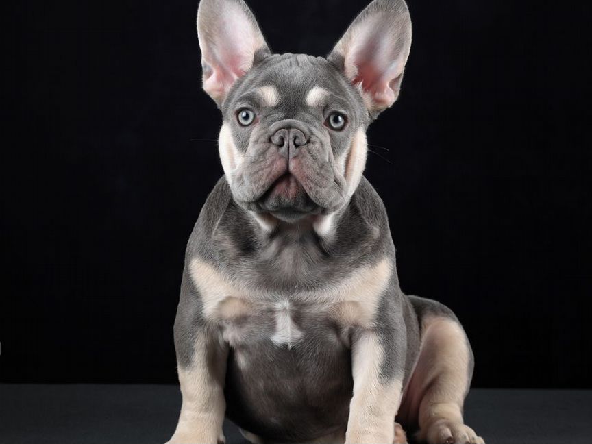 Французский бульдог мальчик