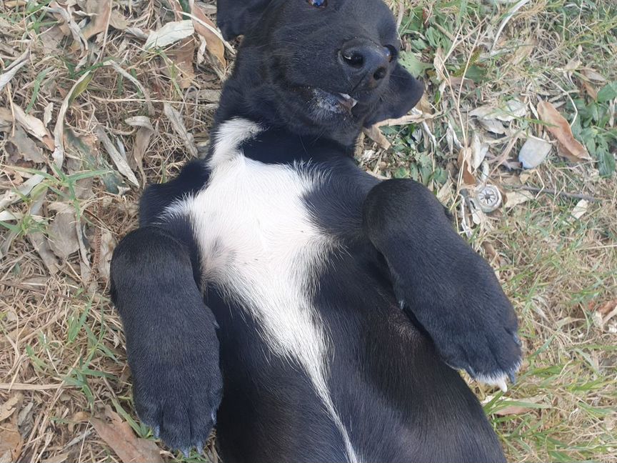 Щенок мальчик