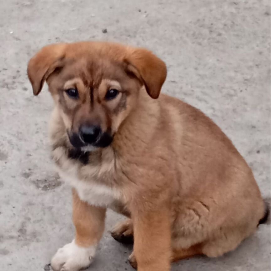 Щенки алабая в добрые руки