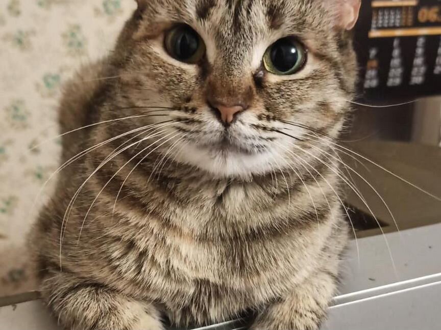 Кошка дося