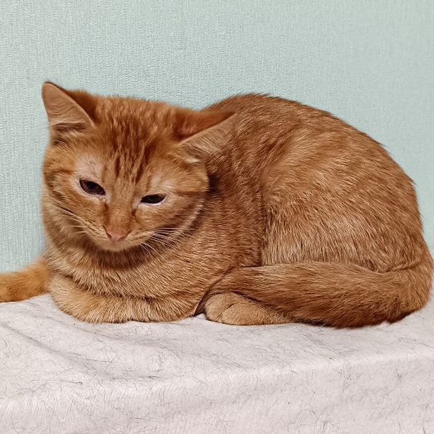 Кошка отдаётся в добрые руки