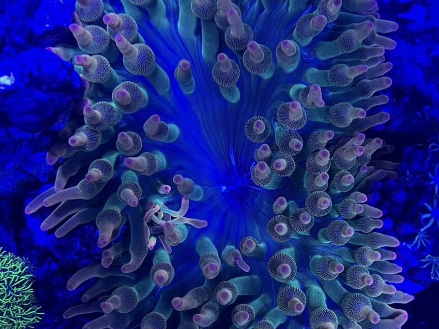 Актиния квадриколор XXL