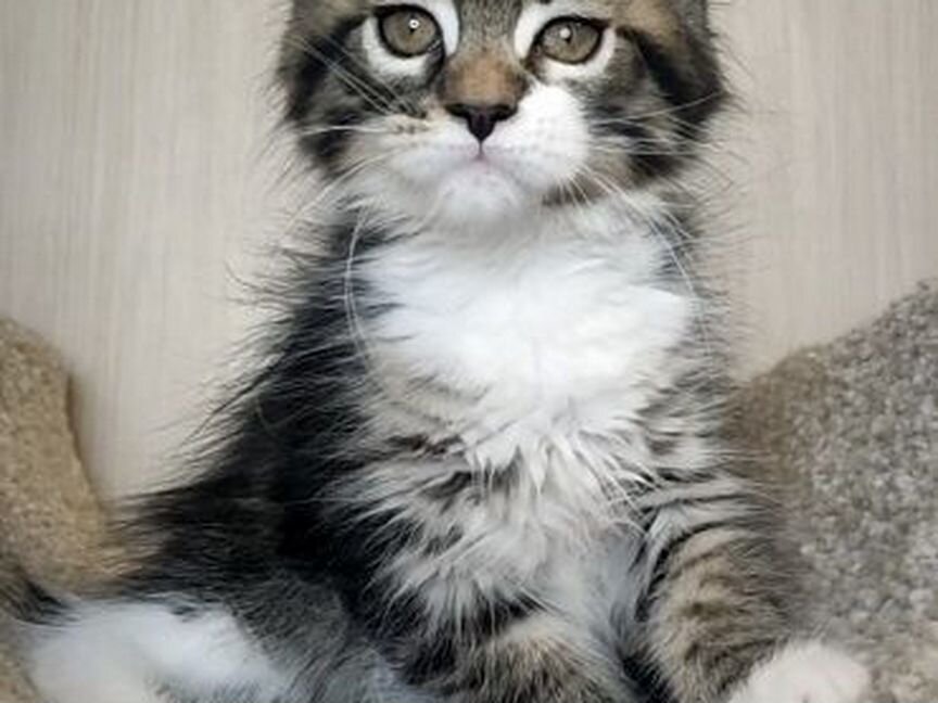 Котята мейн-кун