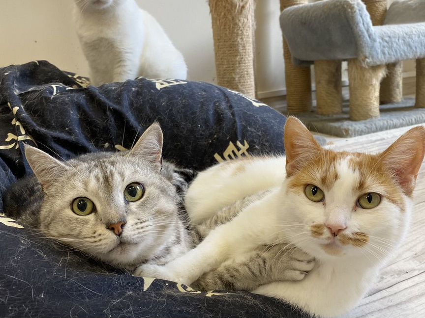 Влюбленные котики ищут свою семью