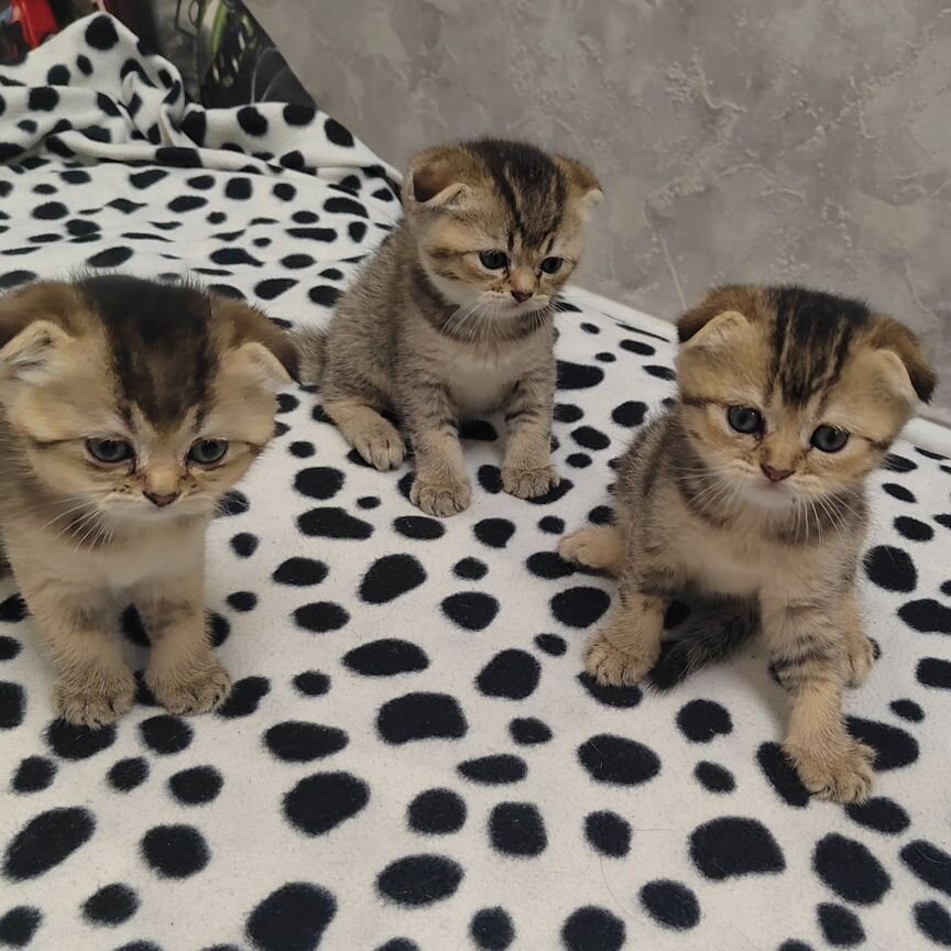 Шотландские вислоухие котята золотая шиншилла