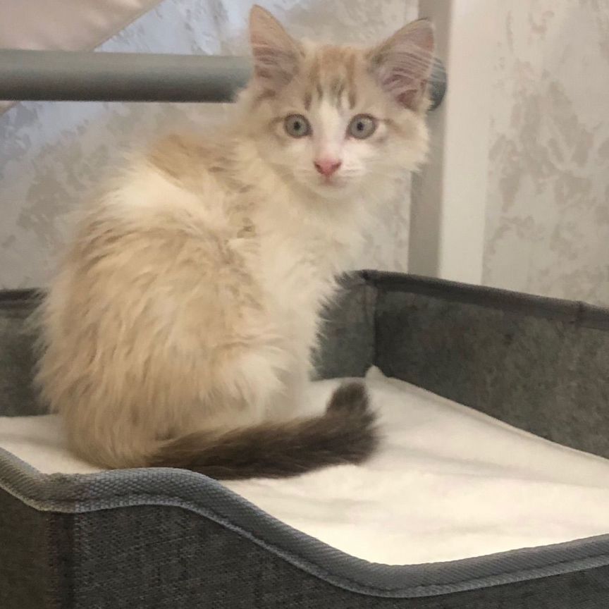 Котенок мальчик