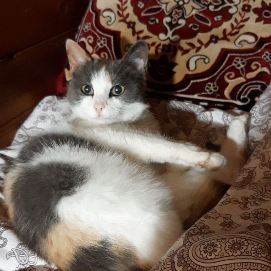 Кошка трехлапая