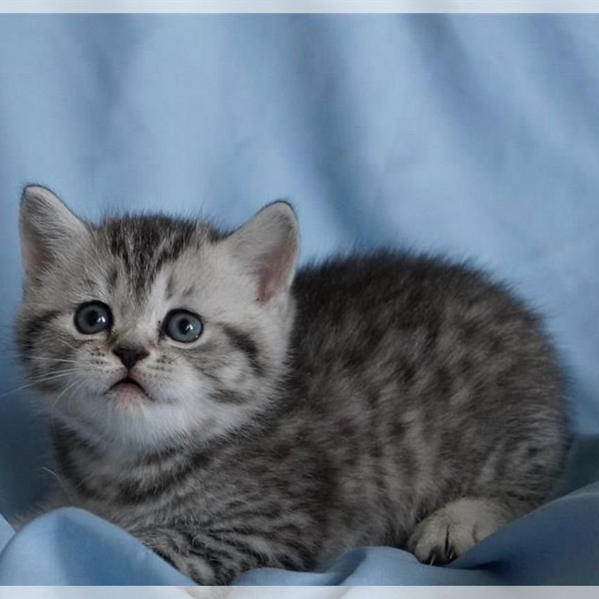 Шотландский Страйт Вискас