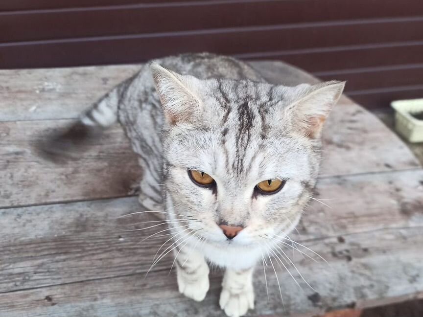 Кошечка в добрые руки