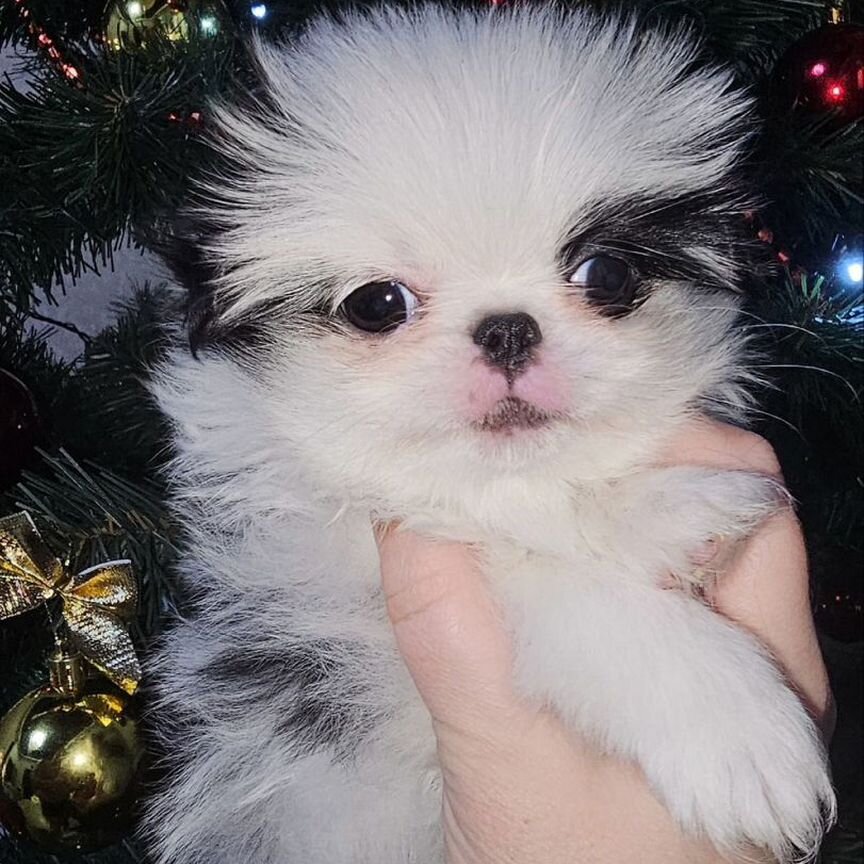 Мальчик мини хин