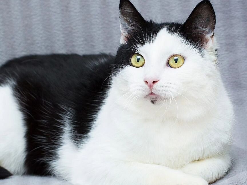 Бело-черная кошка в добрые руки