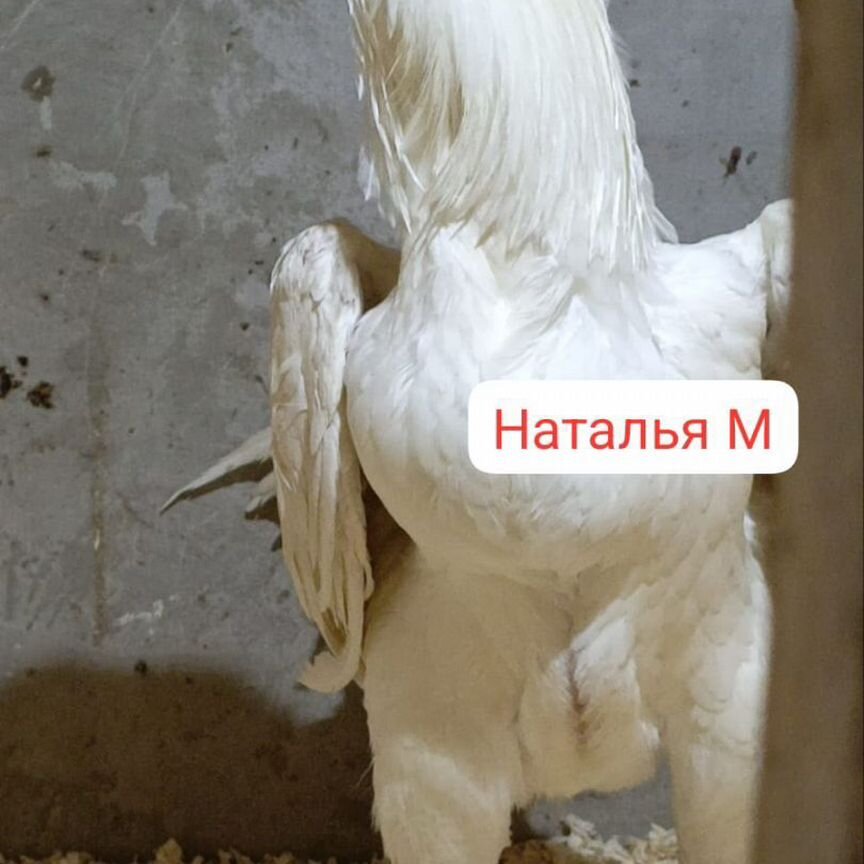 Бойцовский петух О шамо