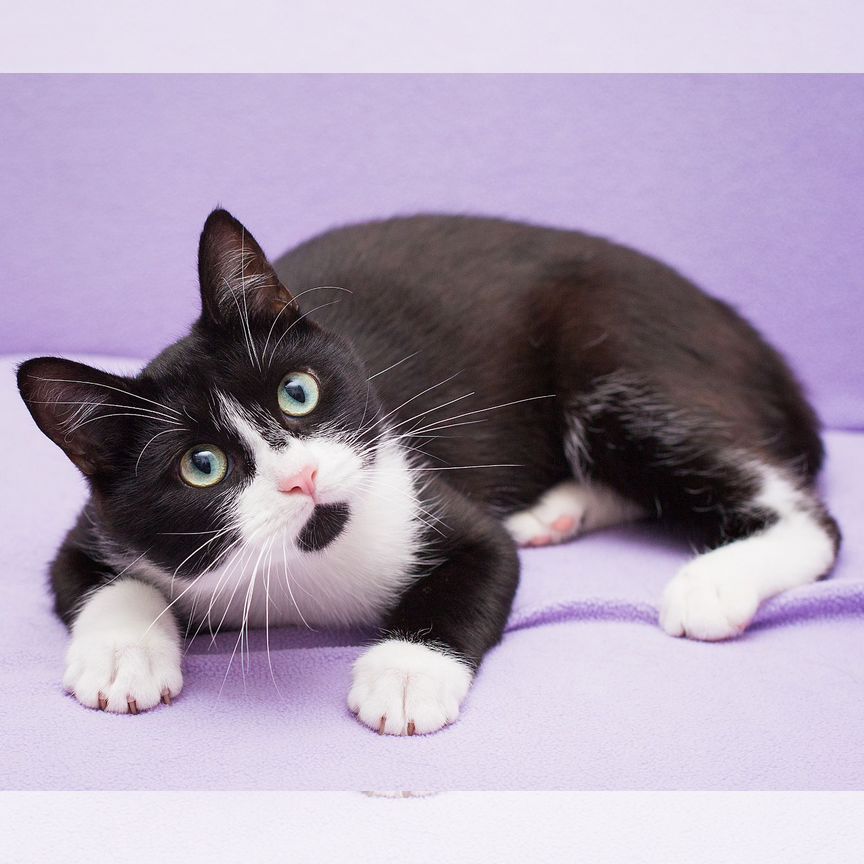 Взрослый кот в добрые руки